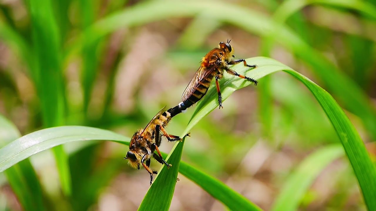 連結して飛ぶシオヤアブ Promachus yesonicus - YouTube