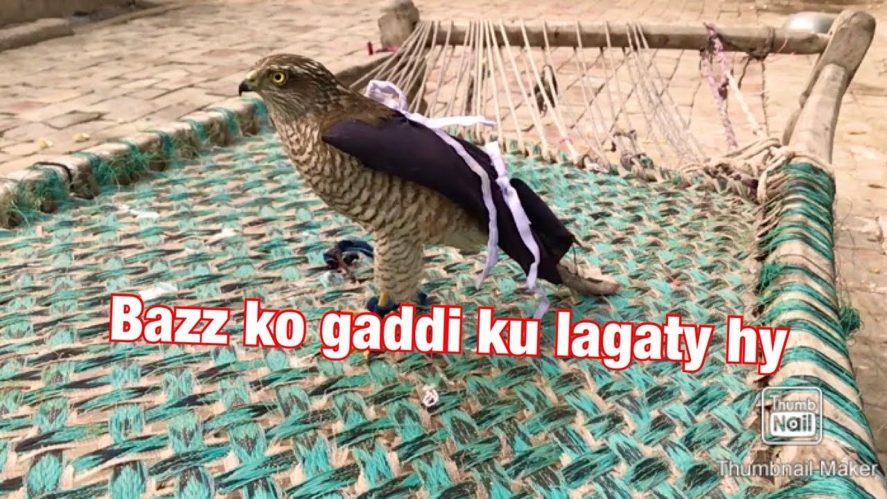 Bazz ko gaddi ku lagathy hy or kasy lagaty hy /how to use gaddi for new ...