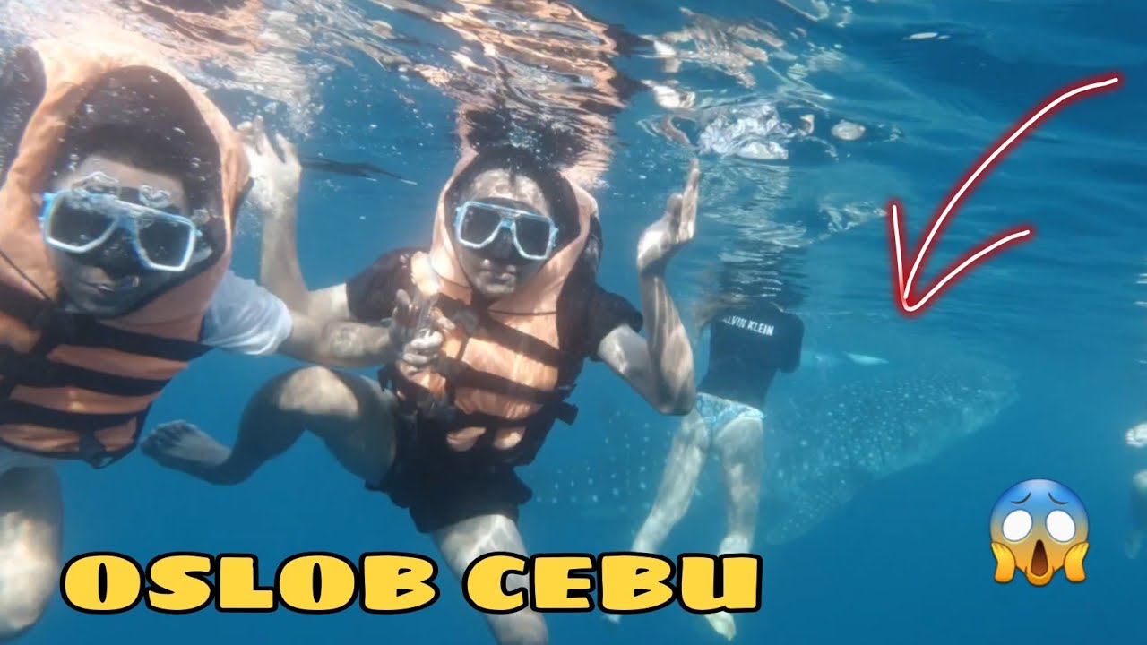 Biggest Butangding in Cebu ! #Cebu #djiosmoaction - YouTube