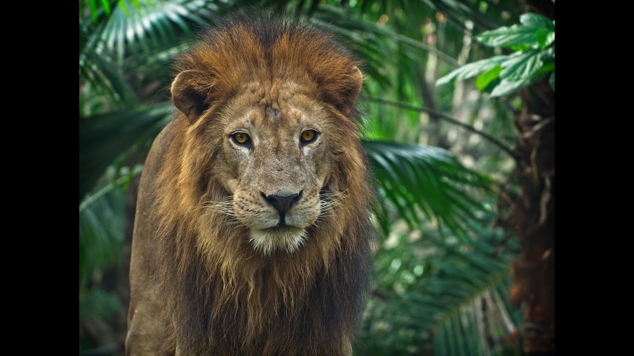 Las ideas de Trasímaco - YouTube