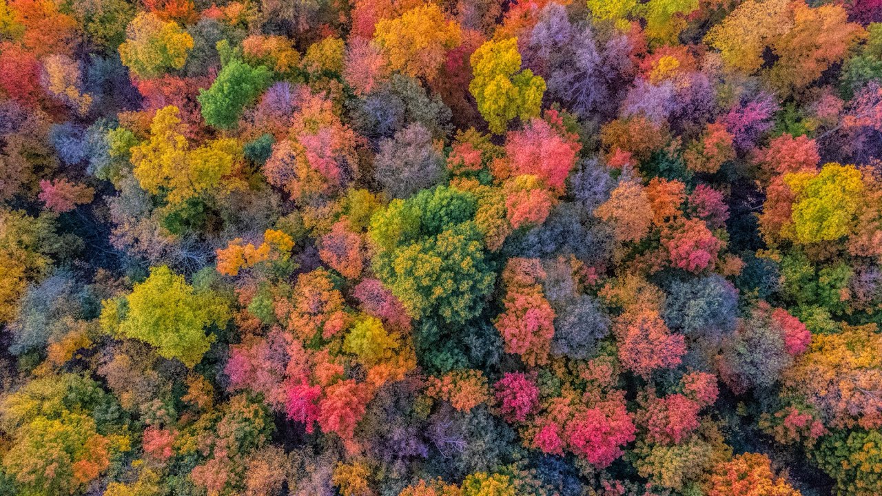 Fall Colors in Northfield Minnesota - YouTube