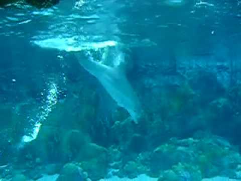 Dolphin Bubble Ring 3 - YouTube
