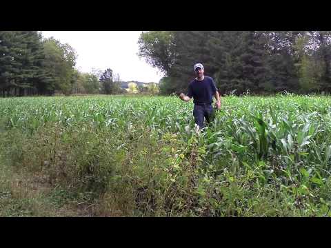 sorghum food plots - YouTube