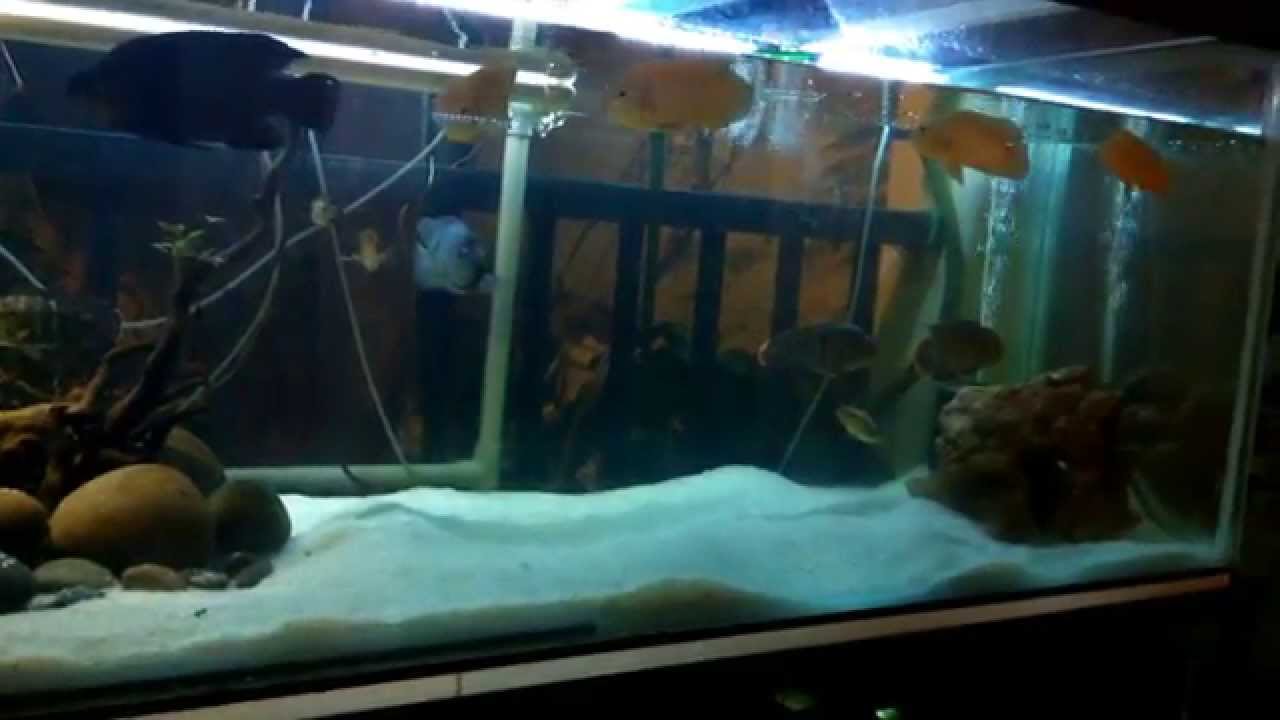 Aquarium 8 foot - YouTube