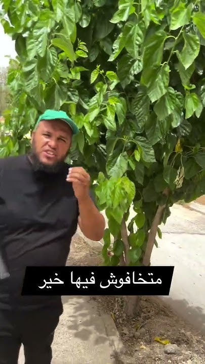 شاهد شجرة التوت كيف كانت و كيف أصبحت الجزائرالخضراء خضراءبإذنالله Youtube