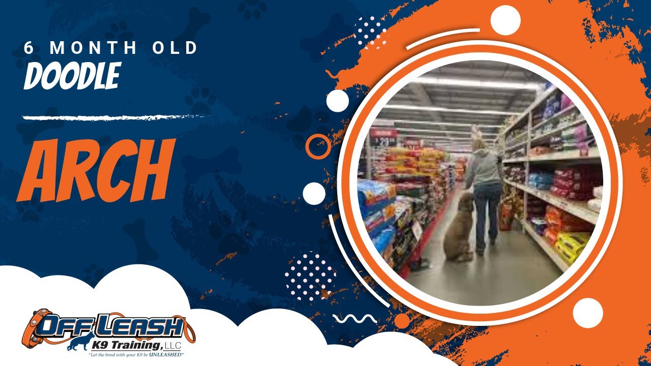Archie | 6 Month Old Doodle | Doodle Training Columbus Georgia - YouTube