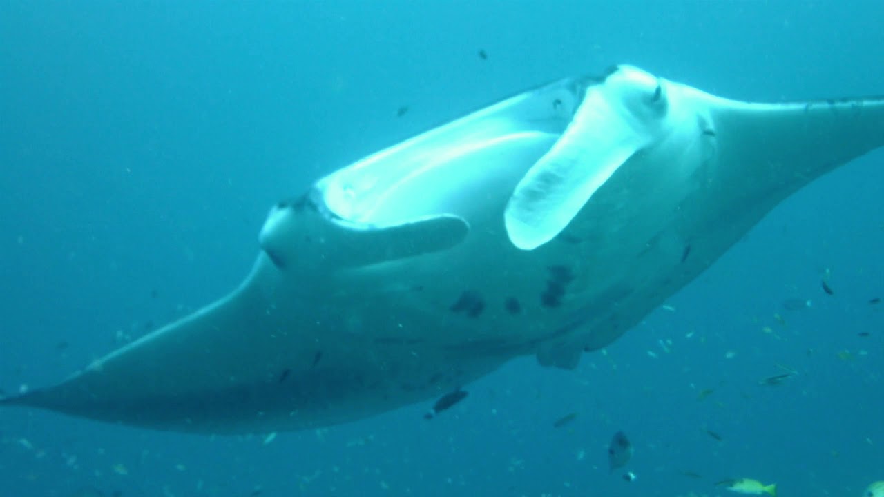 Manta Magic - YouTube