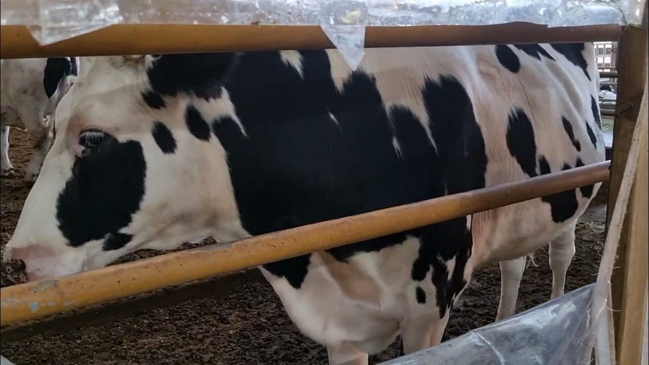얼룩소 #소 #젖소 #얼룩소 #동물 #동물농장 - YouTube