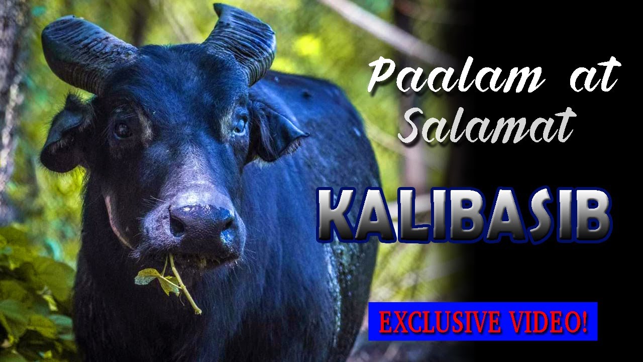 EKSLUSIBONG VIDEO NG PAGPE-PRESERVE KAY KALIBASIB! PAALAM KALIBASIB ...