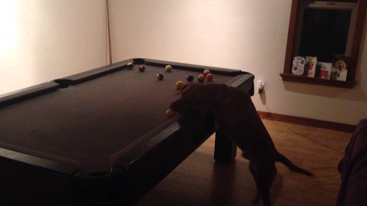 Cockerdor dog (cocker spaniel x lab) playing pool - YouTube