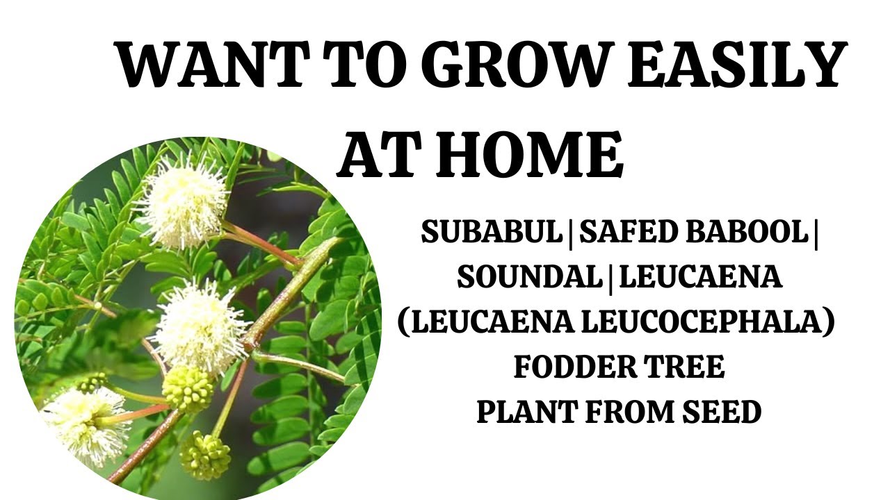 Want To Grow Easily At Home Subabul | Safed Babool | Soundal | Leucaena ...