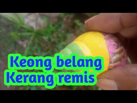 @ Menemukan keong kerang remis di kandang ayam #keong#putih - YouTube