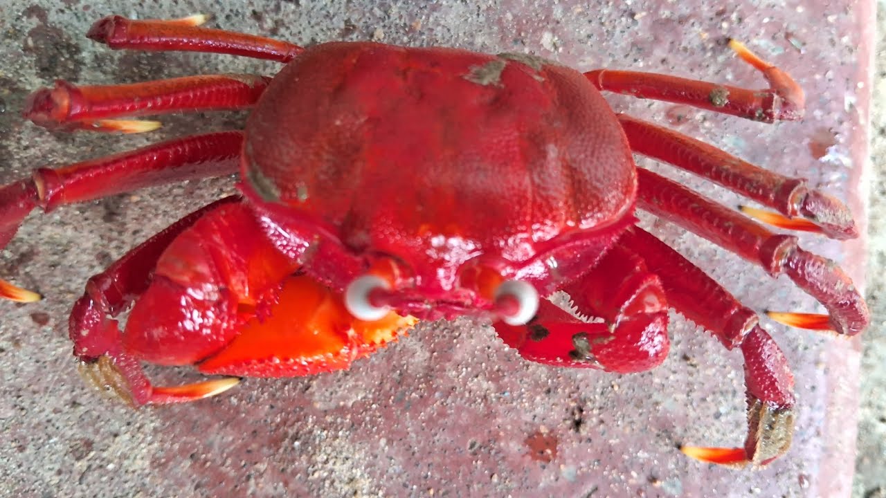 kankada video - YouTube