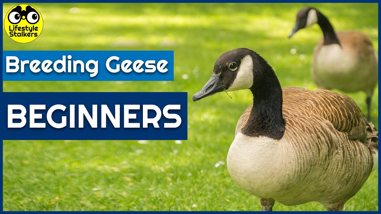 Guide for Breeding Geese (Beginners) - YouTube