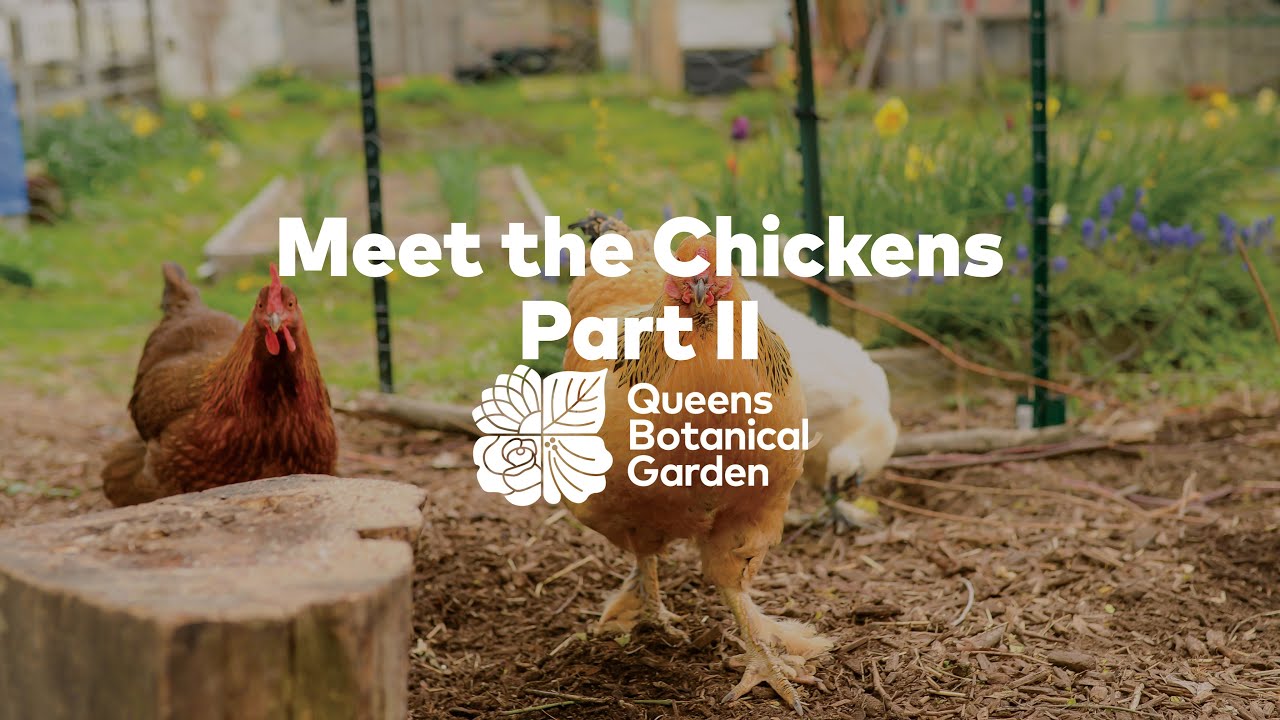 Meet the Chickens Part II - YouTube