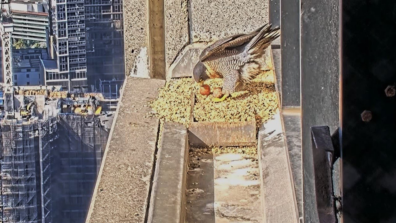 367 Collins St. Falcons: Mum Welcomes Egg #2 🥚🥚 with a Whole Lotta ...