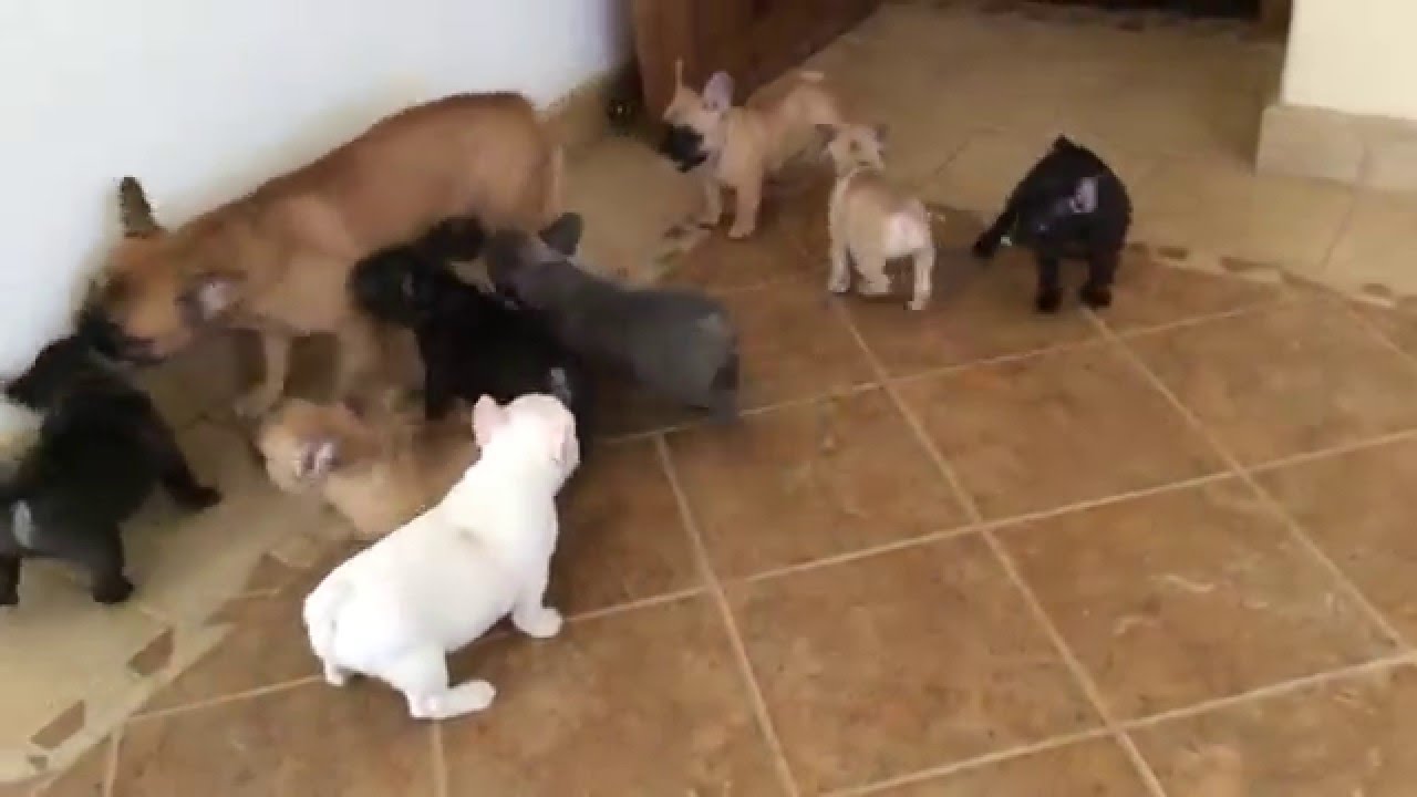When French Bulldog Puppies Attack!! - YouTube