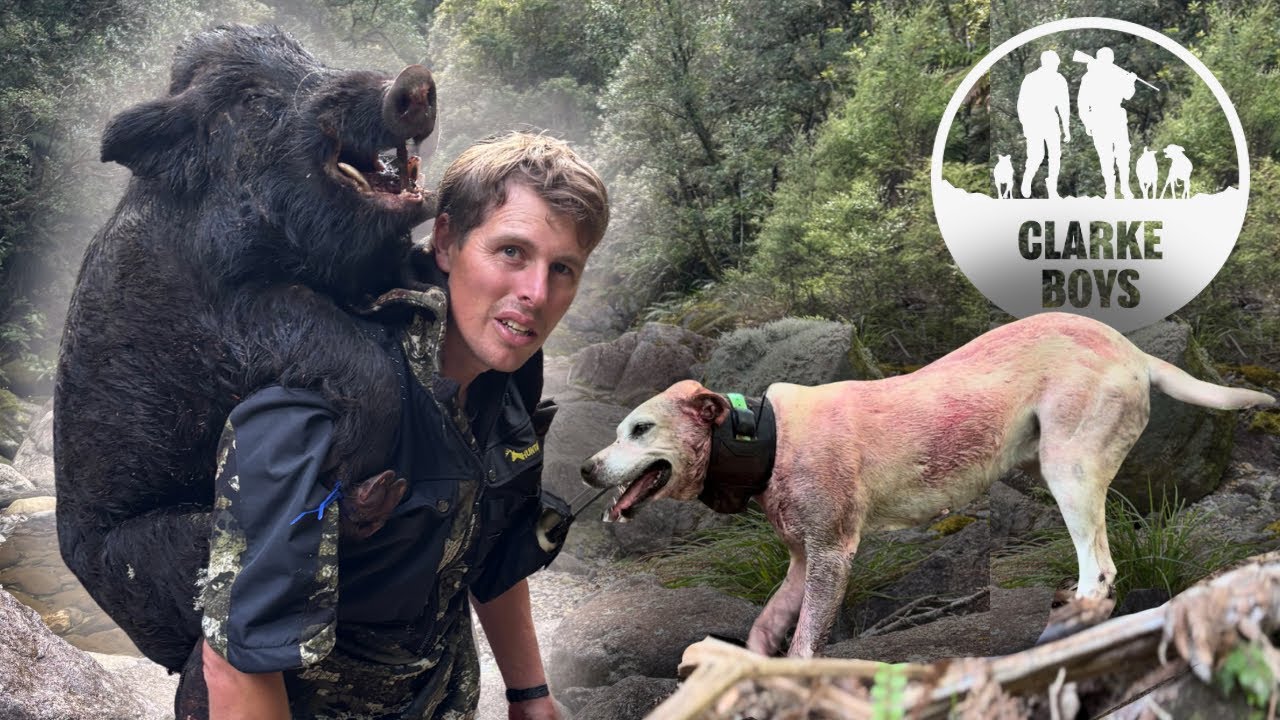 BOAR DOWN! Pig Hunting with Dogs NZ - YouTube