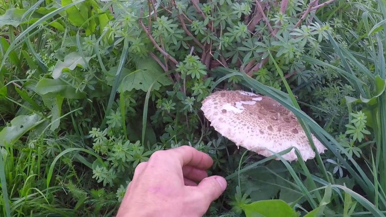 Des champignons comestibles dans le jardin - YouTube