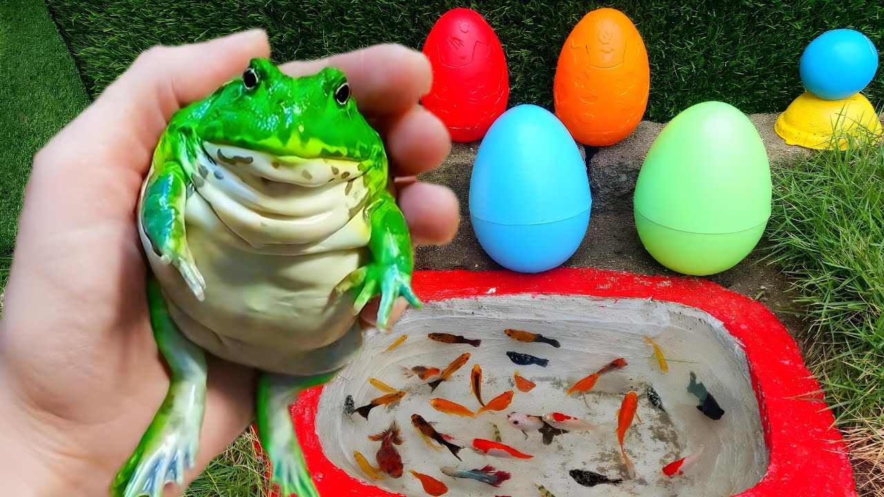 Catch Amazingly Colorful Ornamental Pacman Frog In Caves, Koi ...