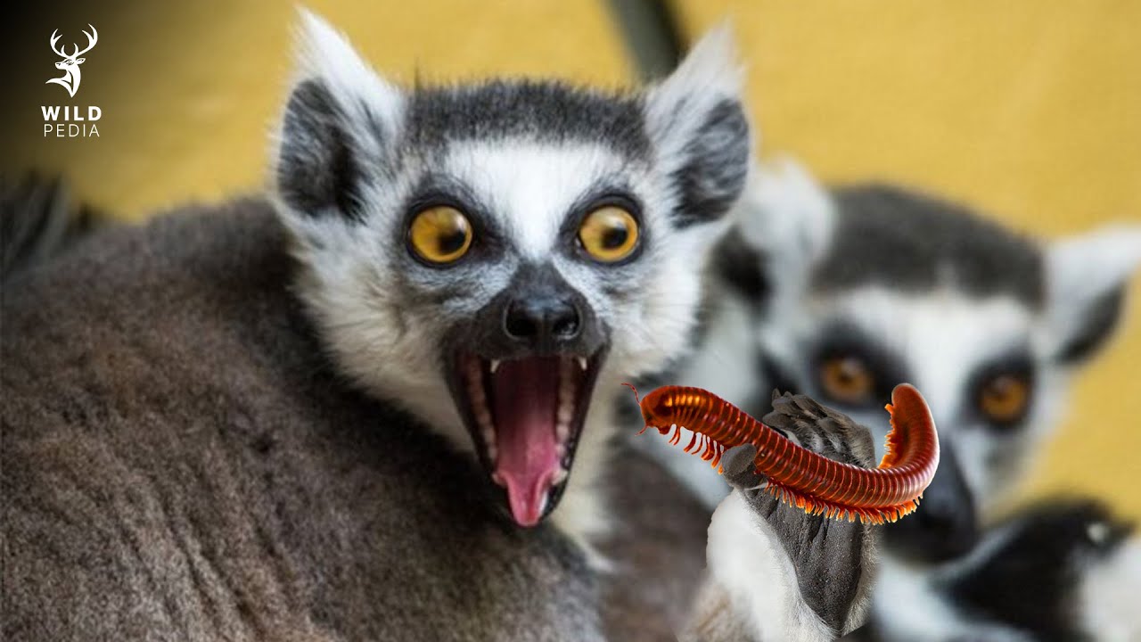 Lemurs Get High Off Of Millipedes? | Facts - YouTube