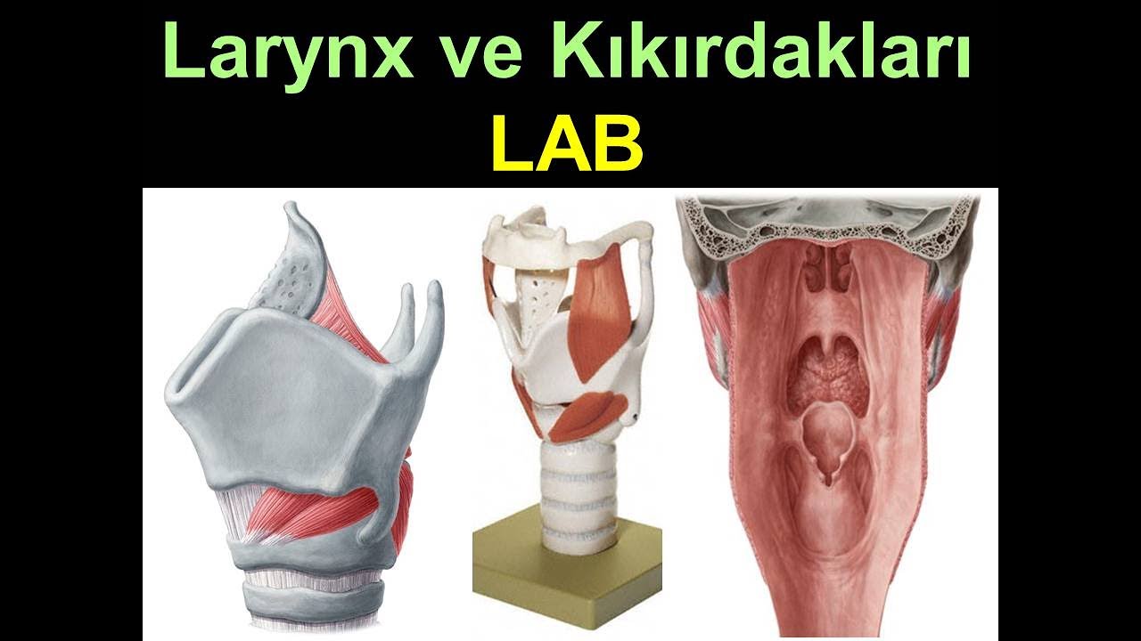 Larinks ve Kıkırdakları LAB Yüksel AYDAR - YouTube