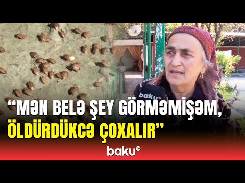 Zaqatalada böcəklər yaşayış məntəqələrini basdı | Sakinlər çarəsiz vəziyyətdə