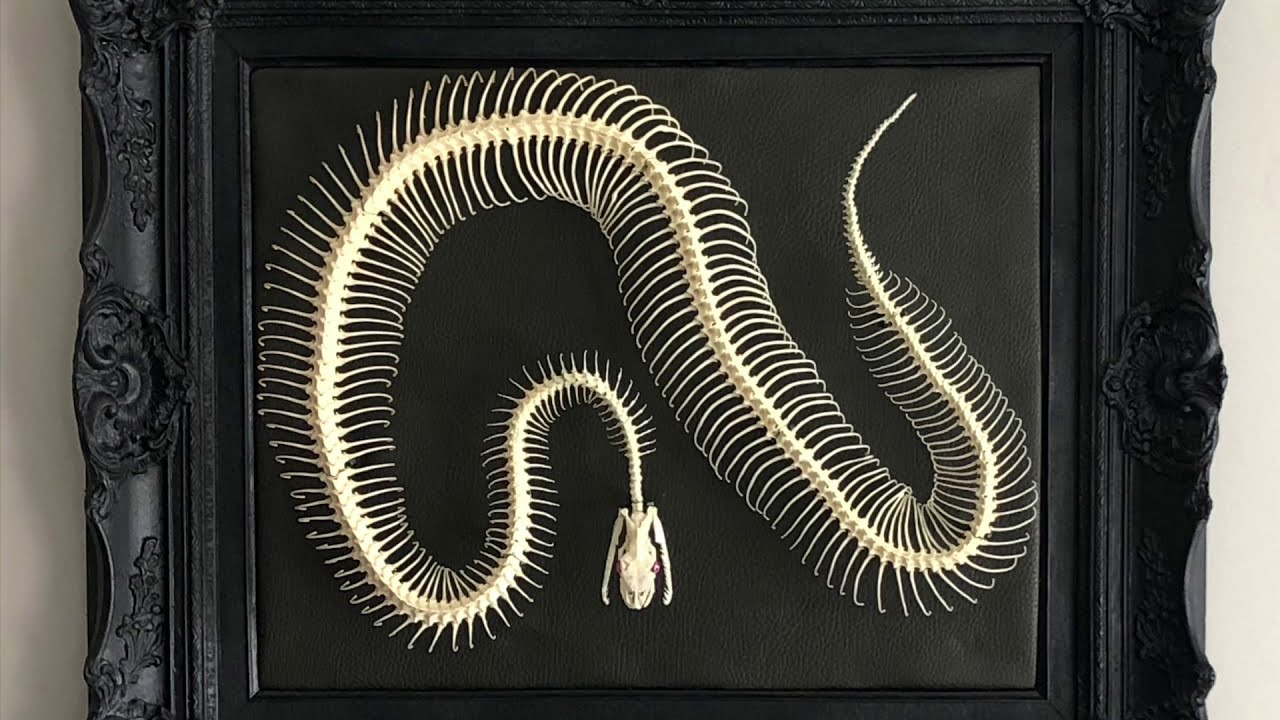 Articulation of a Snake Skeleton - YouTube