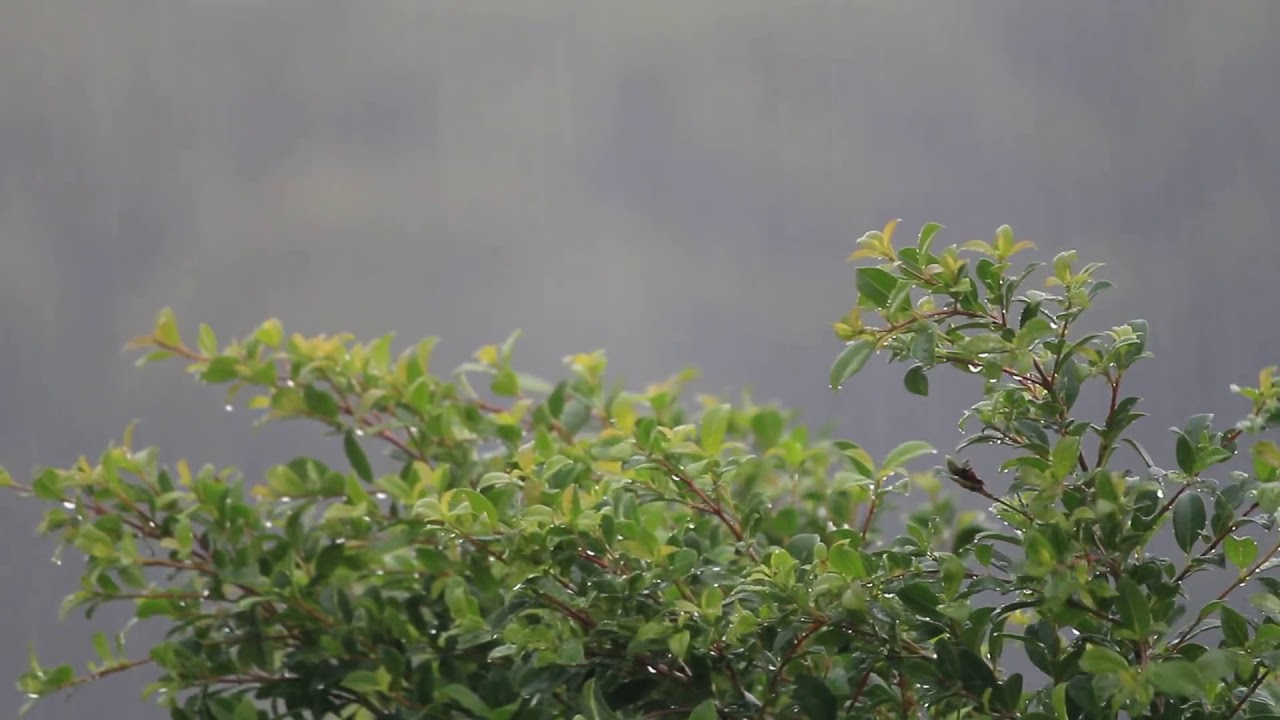 Rain On The Tree | FREE HD Stock Video Footage - YouTube