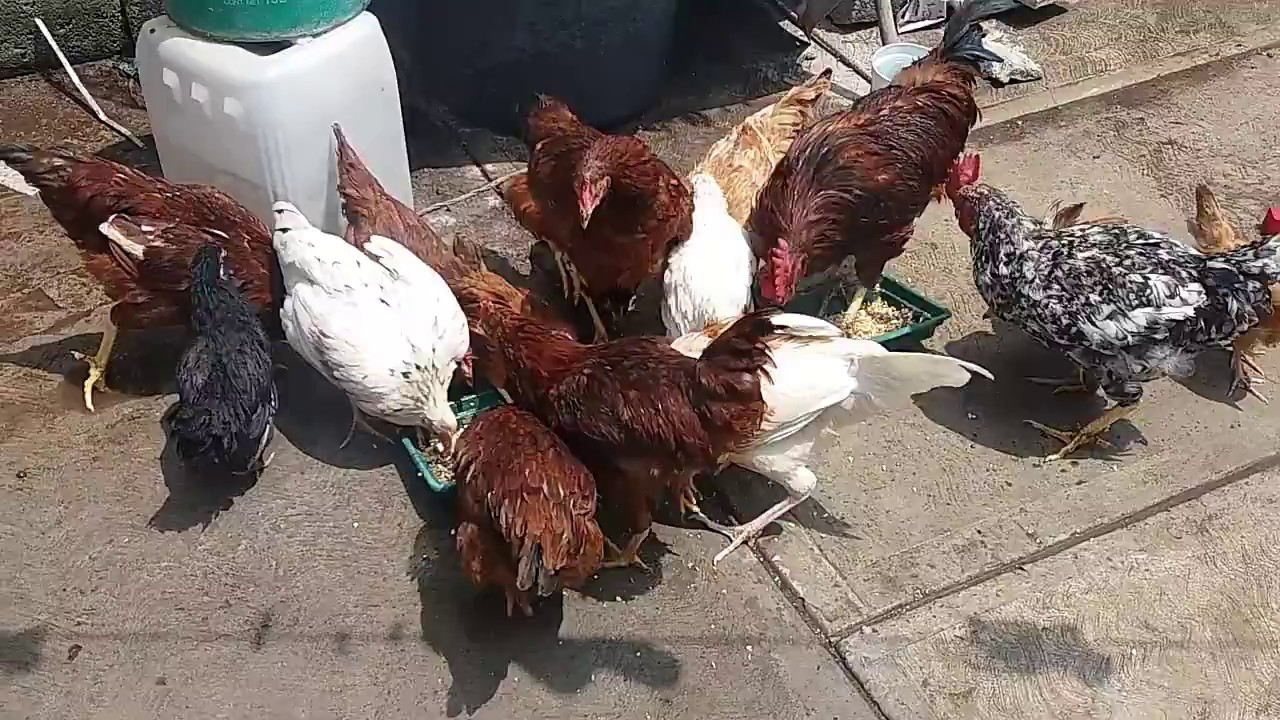 como acabar con los CORUCOS - YouTube