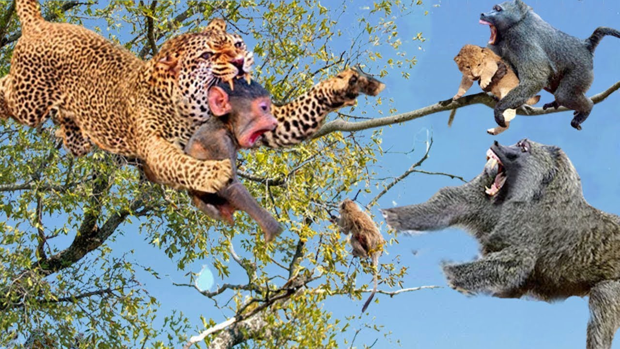 Baby Monkey Being Eaten By Leopards! Baboons Chase Madly, Attack Mother ...