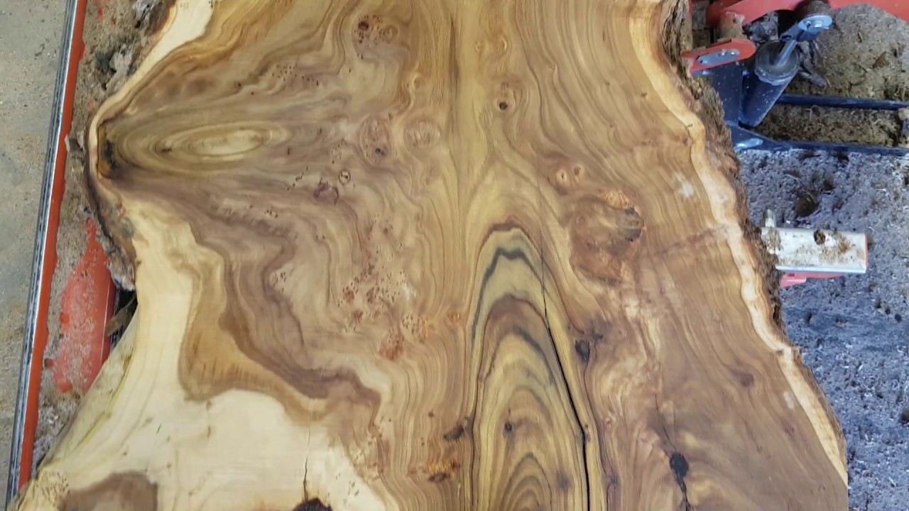 Fresh Cut Siberian Elm - YouTube