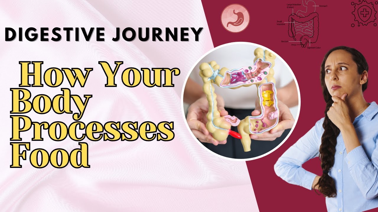 How Your Body Processes Food? Digestive Journey - YouTube