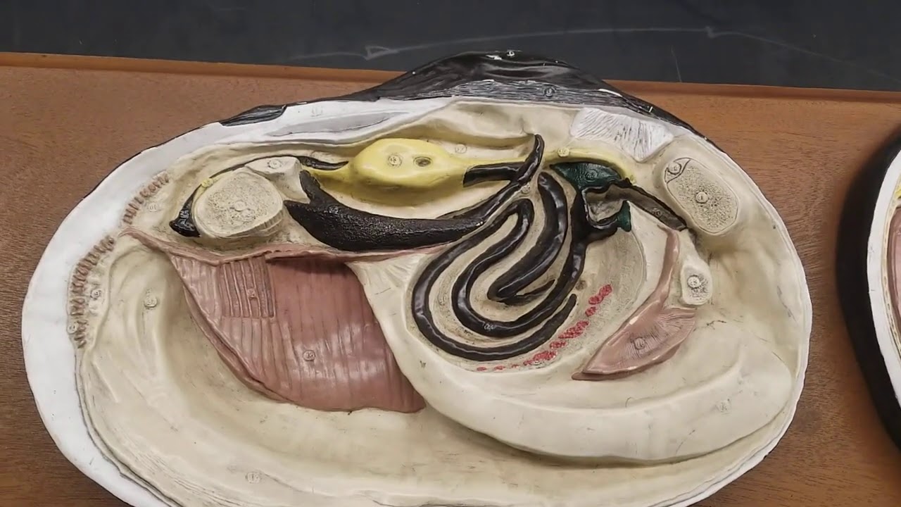 Clam model - YouTube