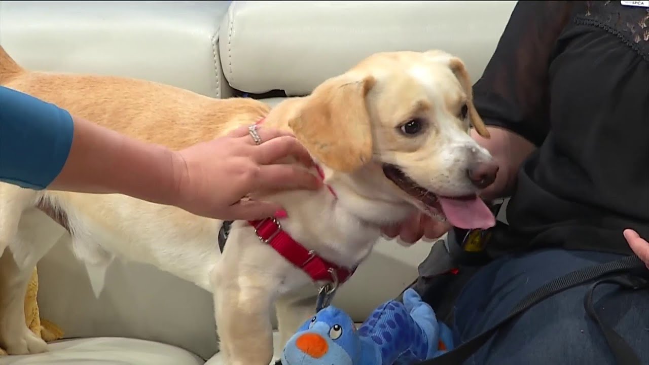 Meet Deno: 10 News’ Pet of the Week - YouTube