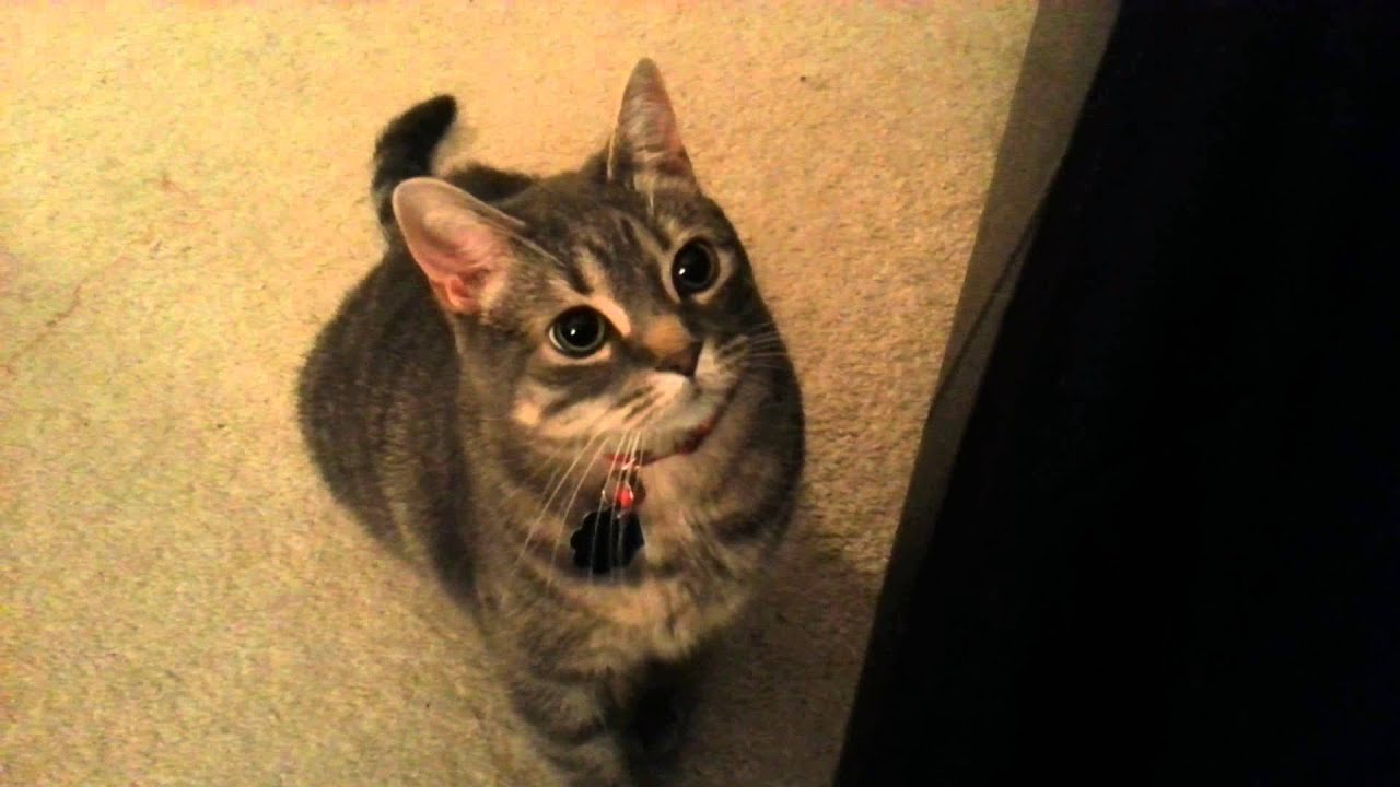 Catting around - YouTube