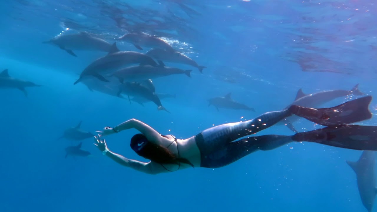 SWIMMING WITH DOLPHINS IN EGYPT - YouTube