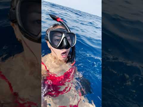 Lizzy Capri Swims with SHARKS #Short