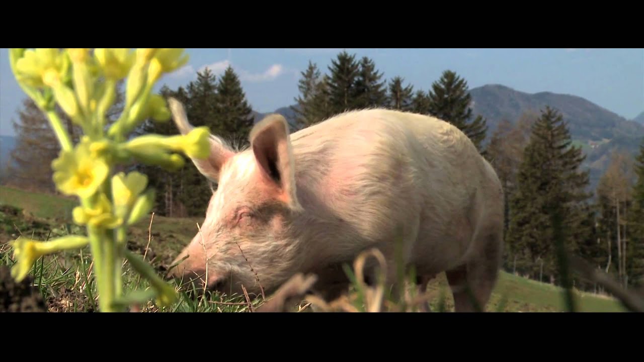 Trailer zu PIG VISION - der Film - YouTube