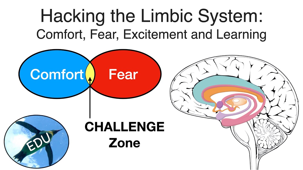 Limbic System Function