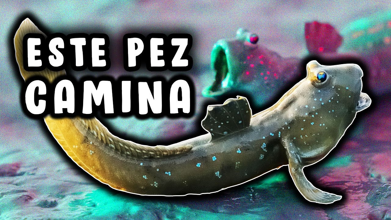 la EVOLUCIÓN en ACCIÓN (pez del fango) - YouTube