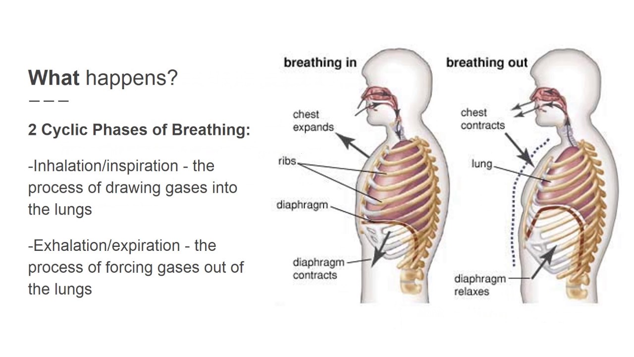 Anat 100 Presentation - The Respiratory System - YouTube