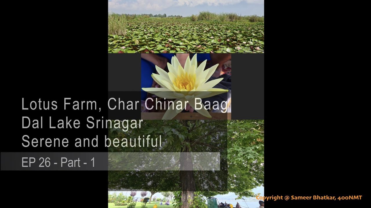 EP26 - Part1 - Lotus farm, Char chinar baag, Beautiful Dal Lake ...