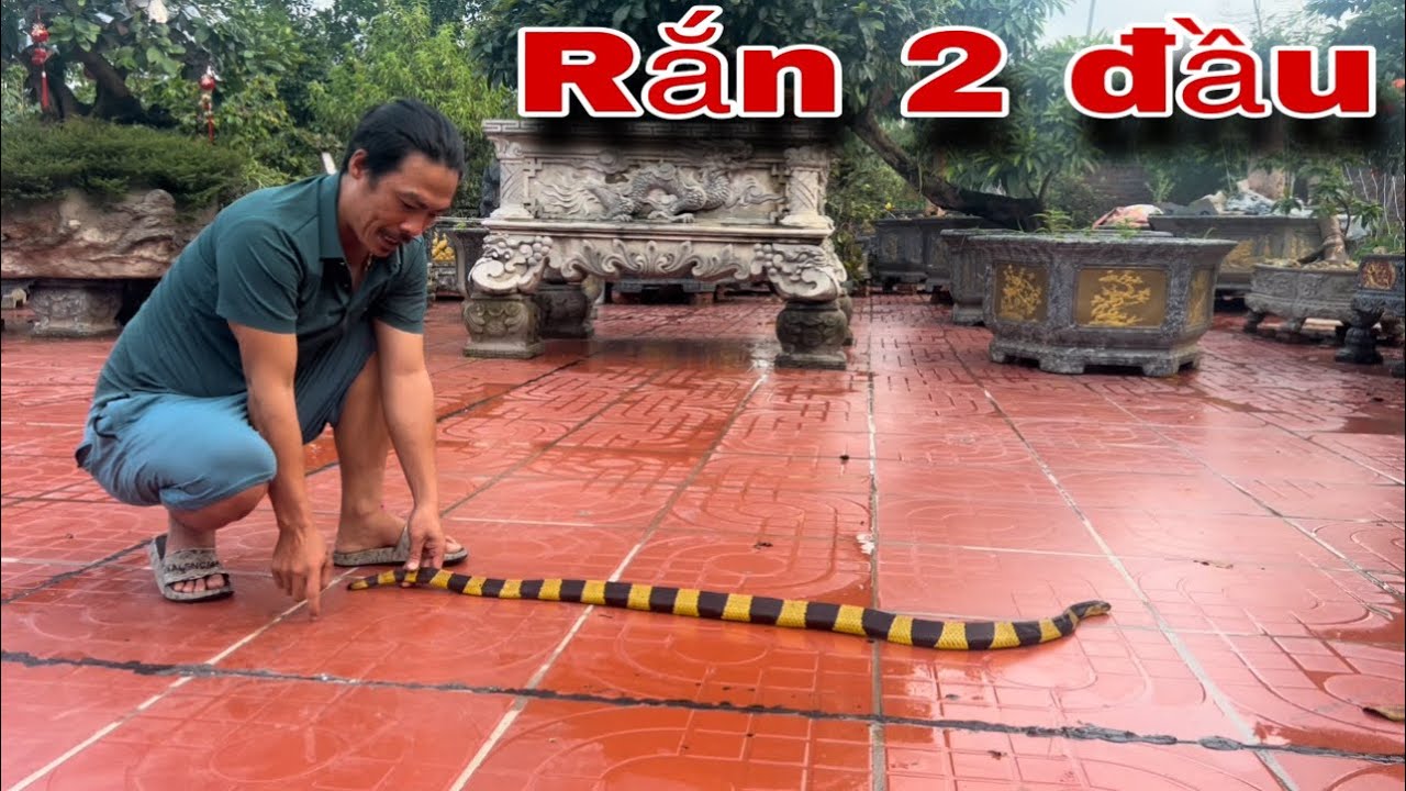 Loài Rắn Được Mệnh Danh Là Rắn 2 Đầu ! Và Sự Thật Đằng Sau Cái Tên Rắn ...