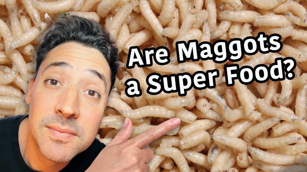Eat Maggots And Live Forever - YouTube