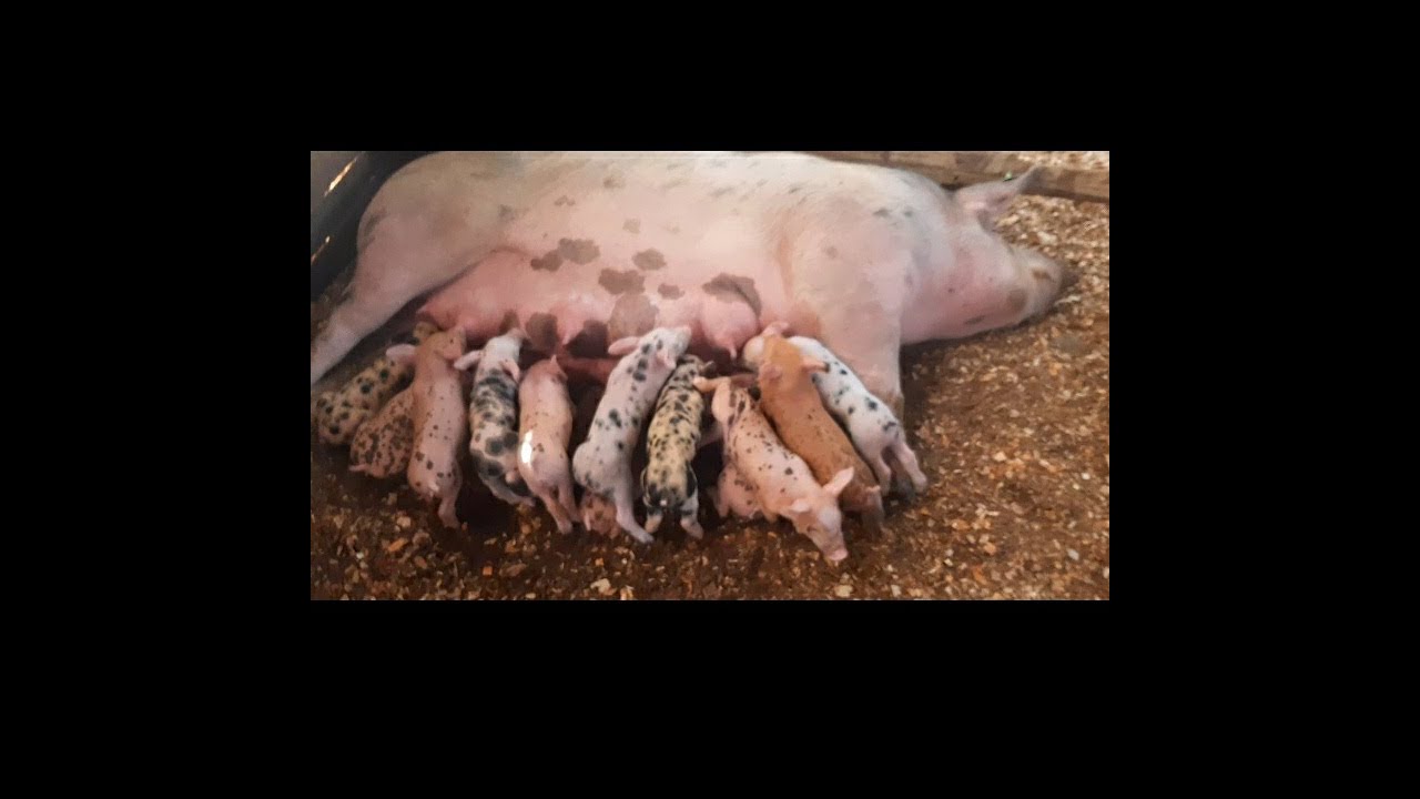 Ingurube/gutangira ubworozi bw'ingurube - YouTube