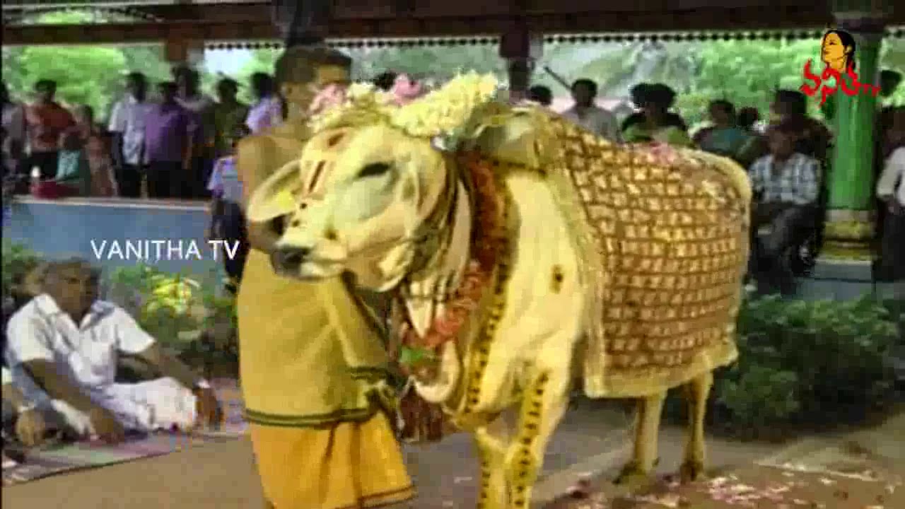 Go Pooja (Honoring the Sacred Cow) - Sri Mahalakshmi Temple, Sripuram ...