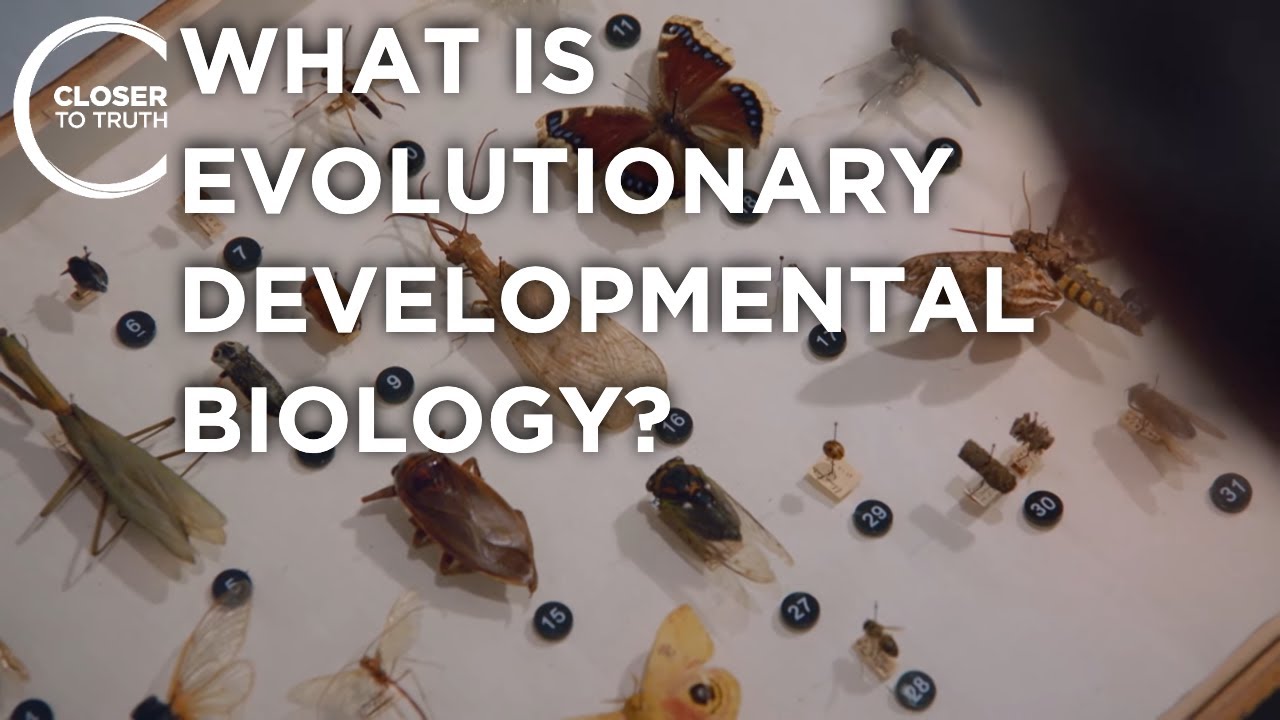 What is Evolutionary Developmental Biology? | Closer To Truth - YouTube