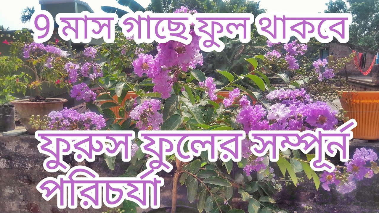 Pride of India/Jarul/Furus/Lagerstromia flower|| Furus Full er Jotno ...