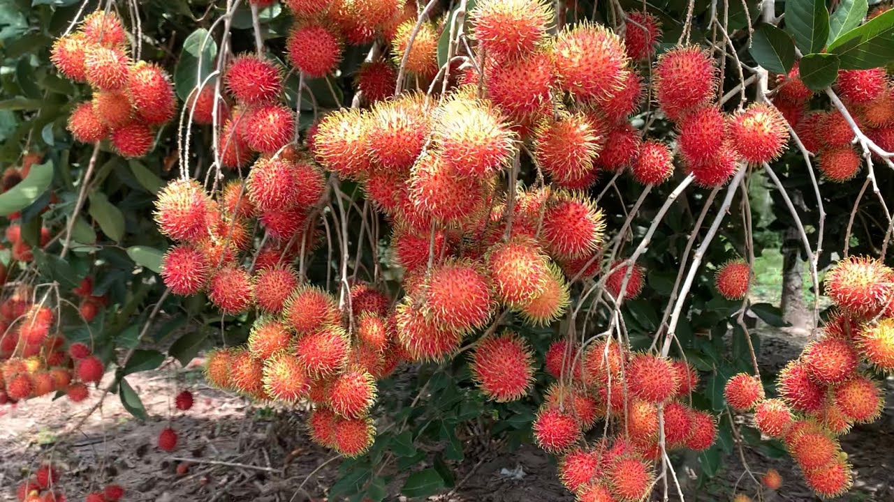 CHÔM CHÔM TỪ KHI RA HOA ĐẾN KHI TRÁI CHÍN - Rambutan tree from ...